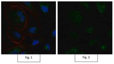 Alexa Fluor 568 Anti Rabbit Sigma Aldrich