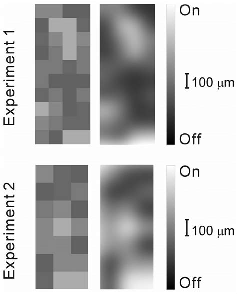 Recording From Geniculate Afferents In The Muscimol Silenced Cortex Download Scientific Diagram
