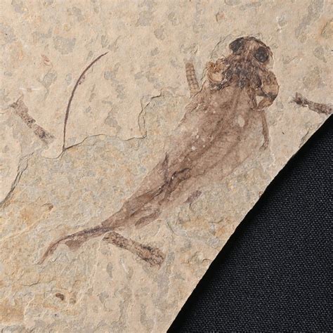 Museum Quality Fossil Sturgeon With Caviar And Several Aquatic