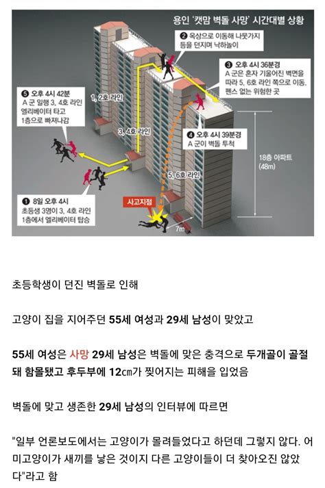 더쿠 용인 캣맘 벽돌 사건 살인자 초등학생 근황 