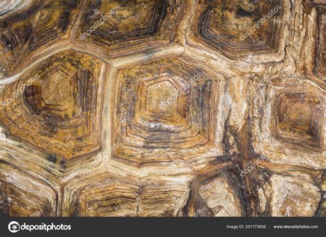 Sea Turtle Shell Texture