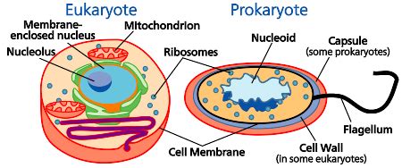 Prokaryotic Genomes Boundless Microbiology