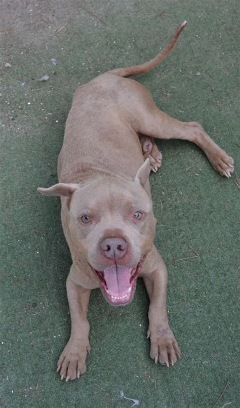 Dide E Lamore Ritrovato