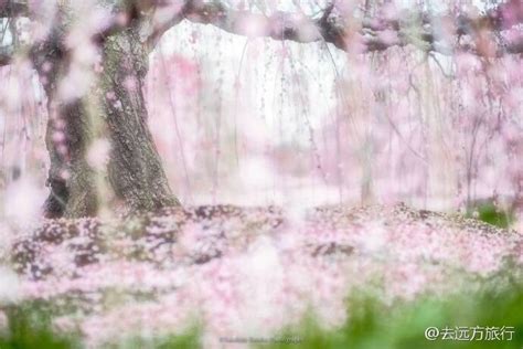 日本三重县铃鹿市森林庭园的垂枝梅宛如仙境