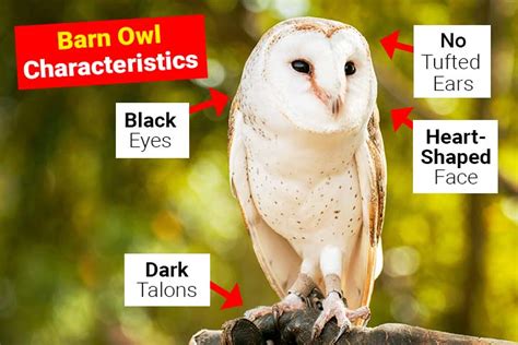 10 Facts About Barn Owls