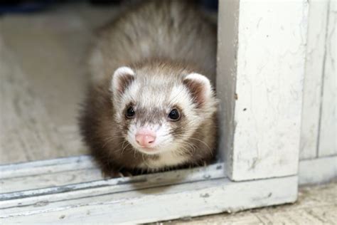 The Different Types Of Domesticated Pet Ferrets