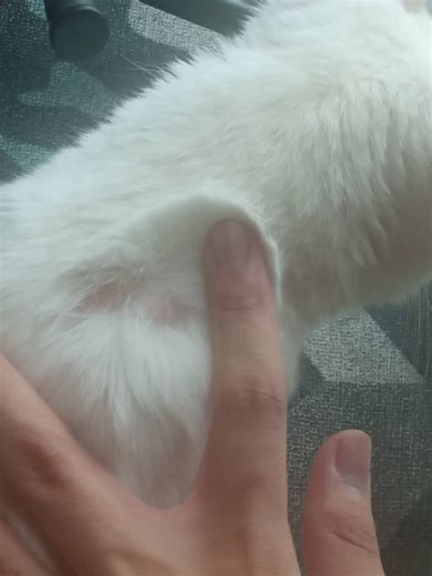Random Bald Spot On Back Of Cat Rcatcare