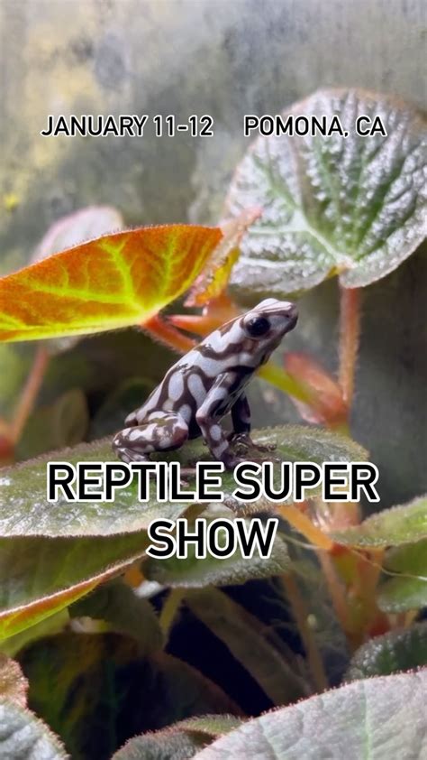 Reptile Super Show January 6 7 2024 Los Angeles Ca Pomona Fairplex Dont Miss The Worlds