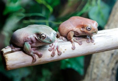 Pet Frogs Species