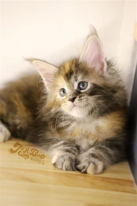 Cat緬因貓 小白故事 幼犬貓買賣知識分享 合法寵物店