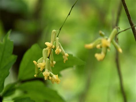 ノササゲ ー杜の都の山野草
