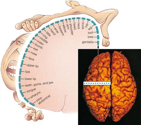 Neutral Stimulus Definition And Examples