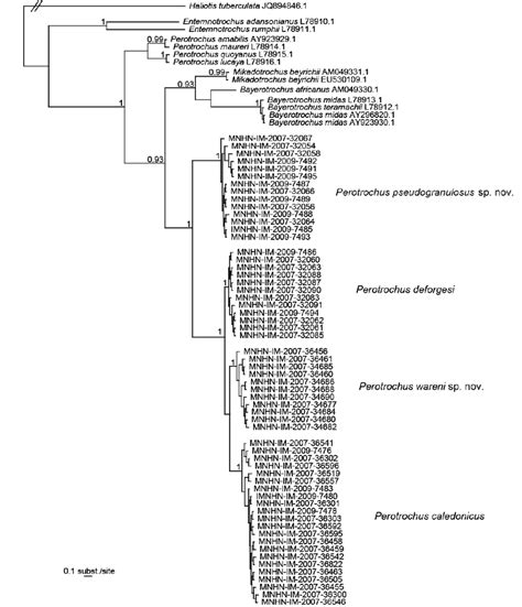 Bayesian Phylogenetic Tree Posterior Probabilities 0 90 Are Shown Download Scientific