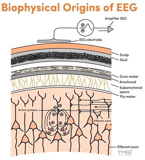 What Is Electroencephalography Eeg Tmsi