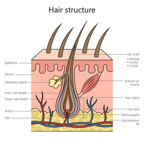 Human Hair Structure Diagram Medical Science Stock Vector