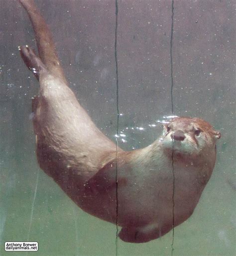 Underwater Otter By Jaffa Tamarin On Deviantart