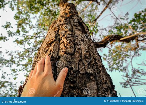 Placed On The Trunk Of A Big Tree With Fingers Extended Symbolizing The Connection Between