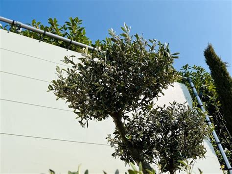 Olijfboom Pon Pon Stamomvang 20 25cm Tropic Trees