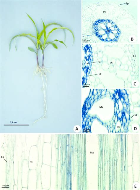 a Corn plant grown in nutrient solution containing 300 µmol L 1 Al Download Scientific