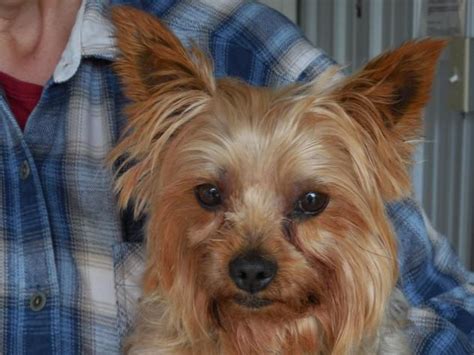 Adopt Louie Yorkie On Petfinder Yorkie Yorkshire Terrier Dog Yorkie