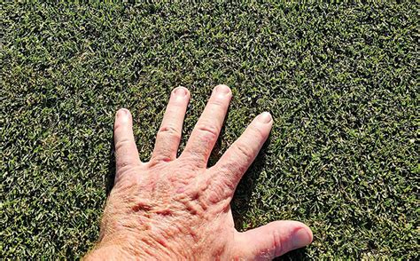 Ironcutter Elite Hybrid Bermudagrass Kentucky Turf Nursery