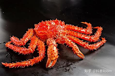 帝王蟹有多可怕席卷欧洲入侵南极每吃一只都是在拯救世界 知乎