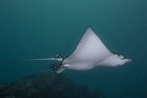 Aetobatus Laticeps Oceanographic Oceanographic