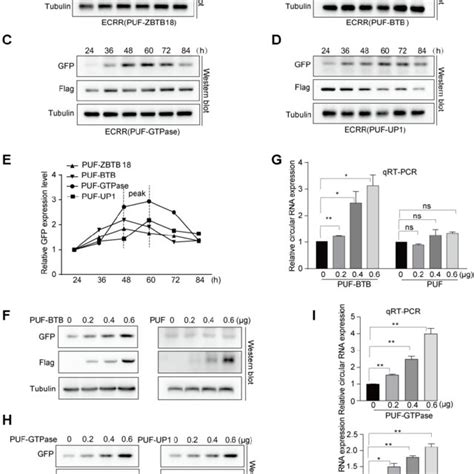 Dimerization Domains Are Strong Enough For Ecrrs To Promote The Circgfp