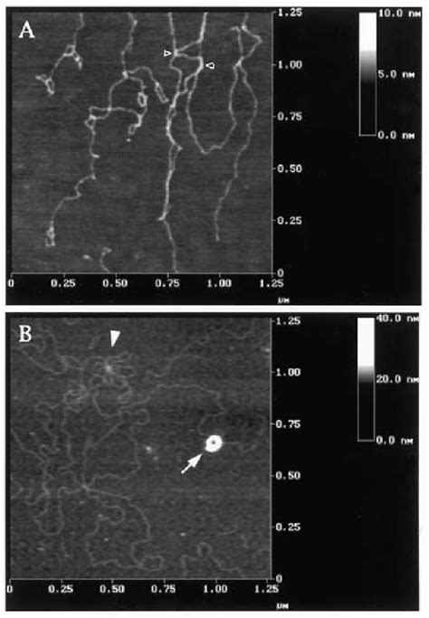 Figure 2 From Afm Analysis Of Dna Protamine Complexes Bound To Mica Semantic Scholar