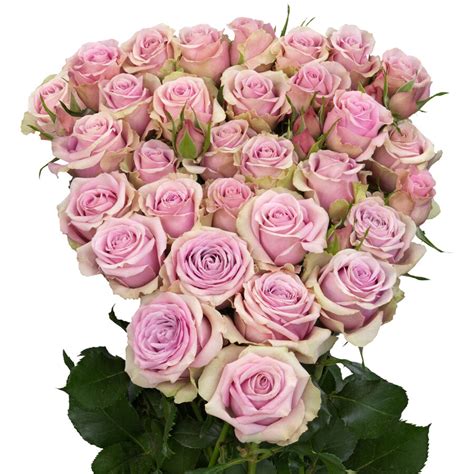Violet Lady® Interplant Roses
