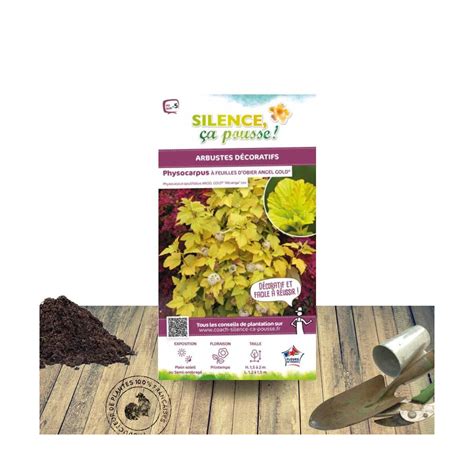 Physocarpe à Feuilles Dobier Angel Gold® Silence ça Pousse