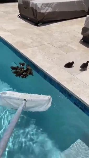 Неплохая шутка мне нравится Котик в костюме ведёт бизнес курс для мышей Тонкий юмор ВКонтакте