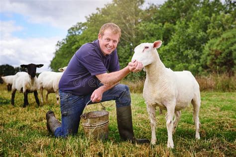 My Sheep Feeds On The Best A Male Farmer Feeding A Sheep On A Farm