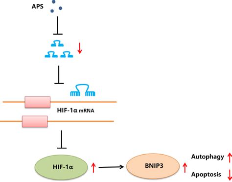 Proposed Model Of The Role Of Aps Promoted Autophagy And Inhibited
