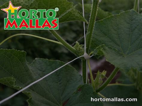 Cucumbers On A Trellis And Planting Ideas