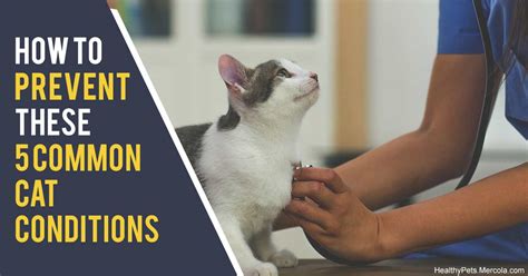 Common Feline Health Conditions That You Can Help Control