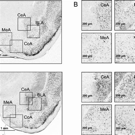 C Fos Protein Expression In The Thalamus A Examples Of C Fos Stained Download Scientific