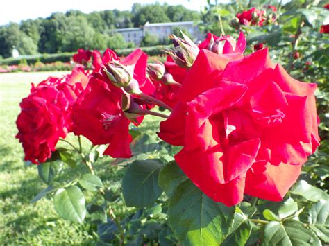 Цветовод любительs Journal