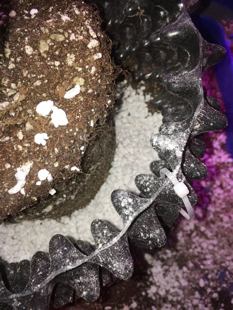 G G Clone Topped Before 10 Days Old Page 3 420 Magazine