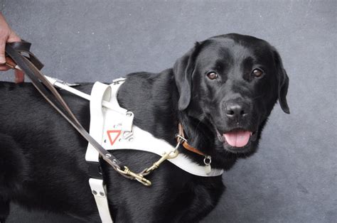 다양한 리트리버 종류 골든·래브라도 리트리버의 공통점과 차이점은 비마이펫 라이프