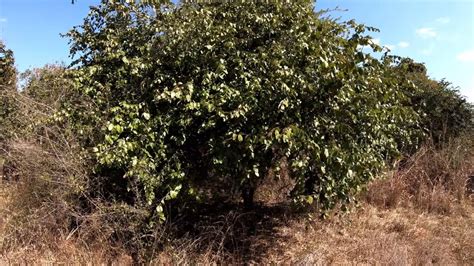 10 Trees Native To Namibia Ecosystem Jewels William Kwamba