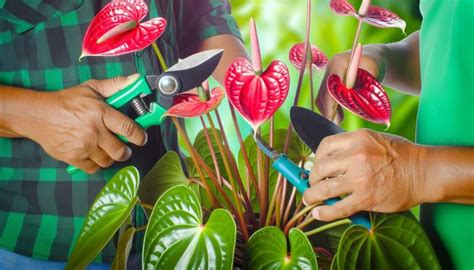 How Big Do Anthurium Plants Grow Size Expectations