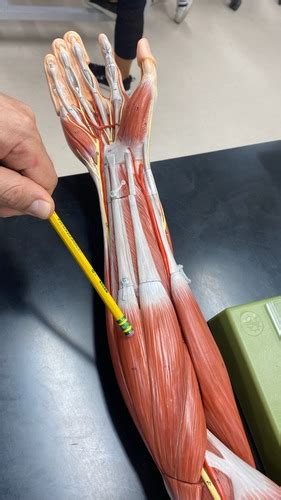 Lab 6 Bio 223 Fall 2022 Muscles That Move The Hand And Fingers