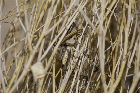 A Grasshopper Hidden In The Plant Stock Image Image Of Tree Plant