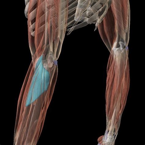 Lateral Epicondyle Group Flashcards Quizlet