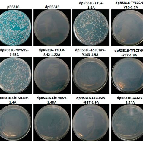 Screening Of Geminivirus Replication Using A Deficient Yeast Plasmid In