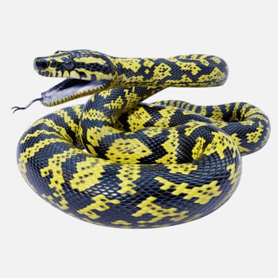 Animated Zebra Jungle Carpet Python 3D Model By Dibia Digital