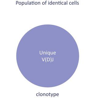 Clonotype Definitions The Stringent Definition Of The Term Clonotype Is Download Scientific