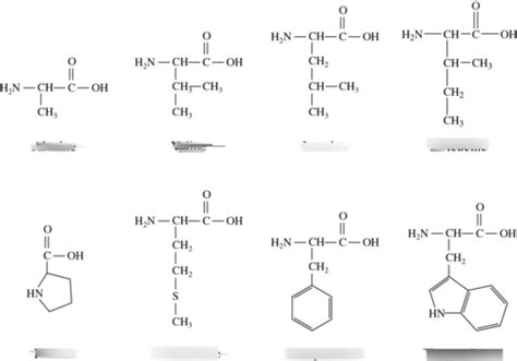 Amino Acid Structure Chart Polar Nonpolar
