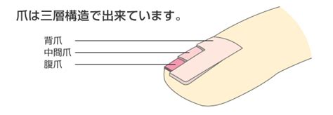爪は3層構造で出来ている？ 巻き爪ケアセミナー｜特許取得「clip On」技術が1日で学べる｜柔道整復師・ネイリスト向け・セラピスト向け